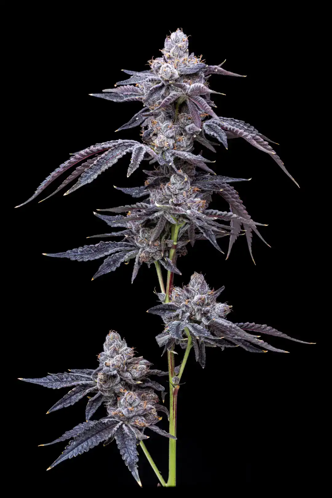 Bolo Runtz Strain – Sweet and Fruity Cannabis Hybrid