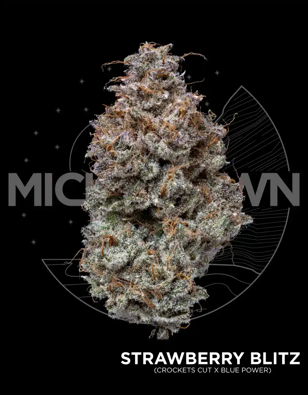 Strawberry Blitz – Fruity and Creamy Hybrid Cannabis