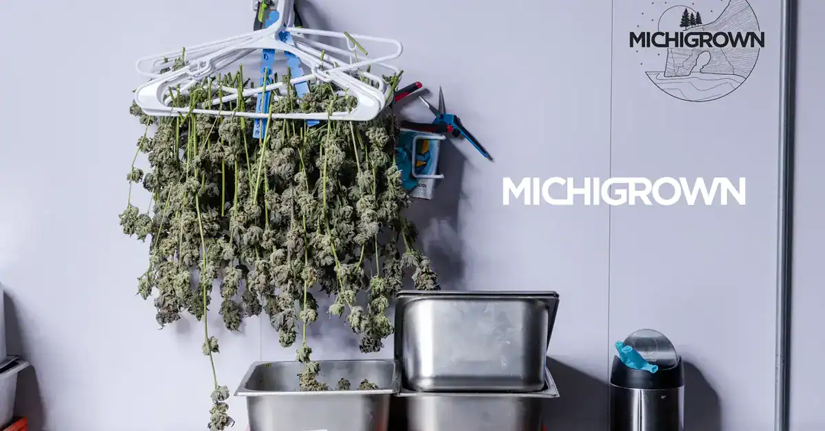 Face Meltz – Potent Hybrid with Intense Flavor Profile